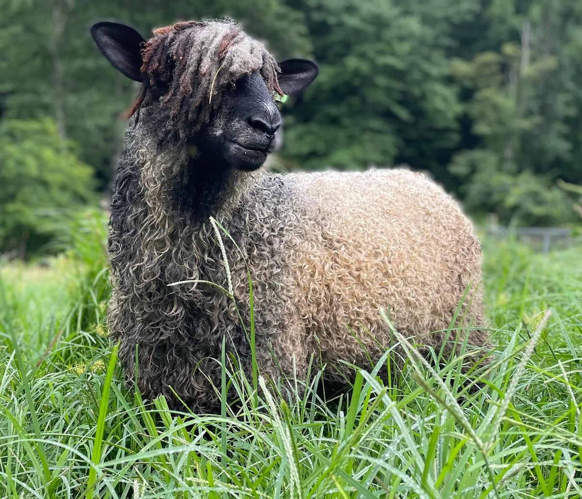 Natural Colored Lincoln Locks for Spinning – Cape May Fiber