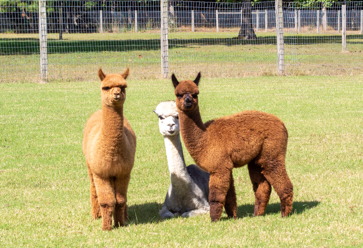 All American Alpaca – Cape May Fiber